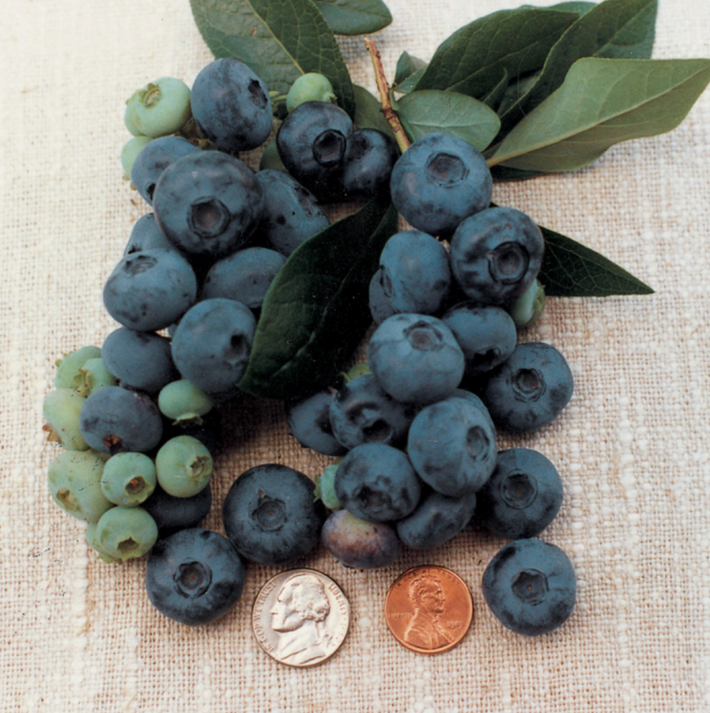 Bare Root – Jung Garden Centers