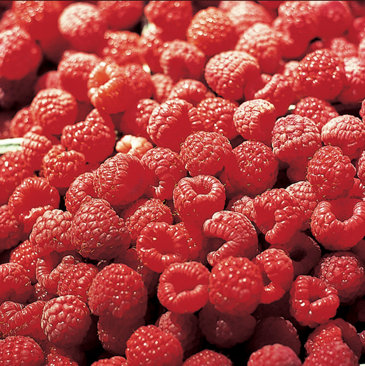 Bare Root – Jung Garden Centers