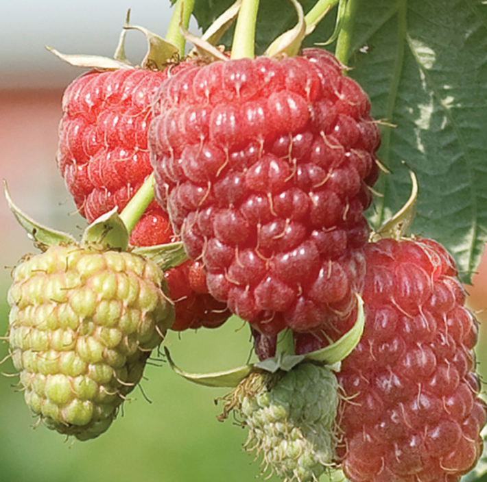 Bare Root – Jung Garden Centers