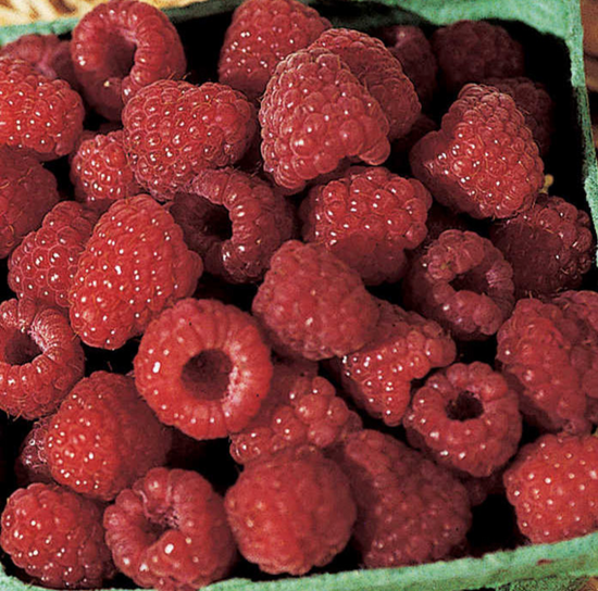 Bare Root – Jung Garden Centers